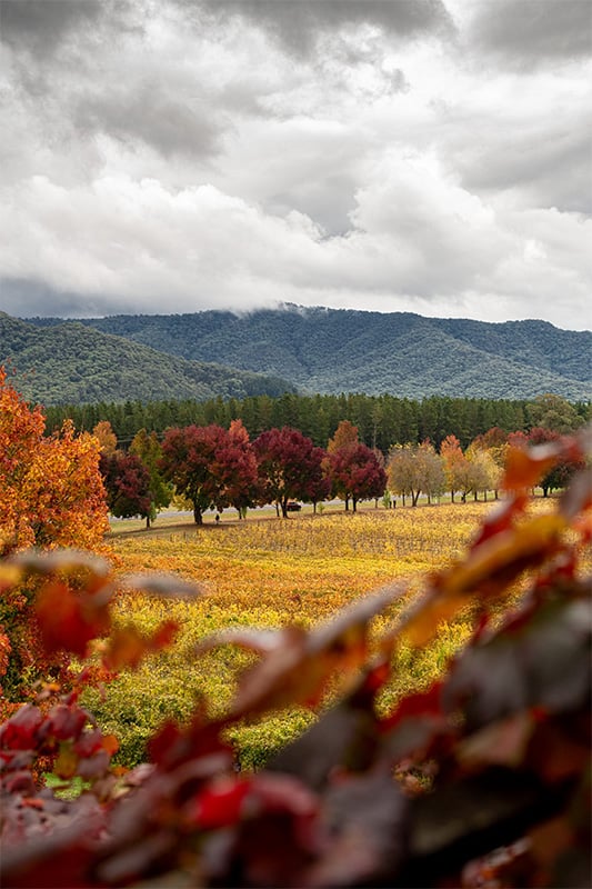 Our Story - Feathertop Winery